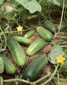 Doctors reveal a shocking truth about eating cucumbers - Good morning