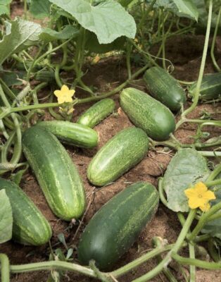 Doctors reveal a shocking truth about eating cucumbers - Good morning
